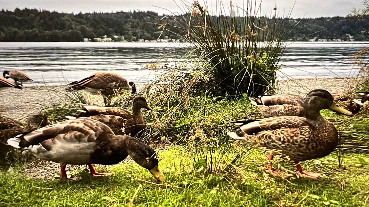 Soothing Sounds of Nature, Duck and Goose Chatter Sounds Effect #13 ...