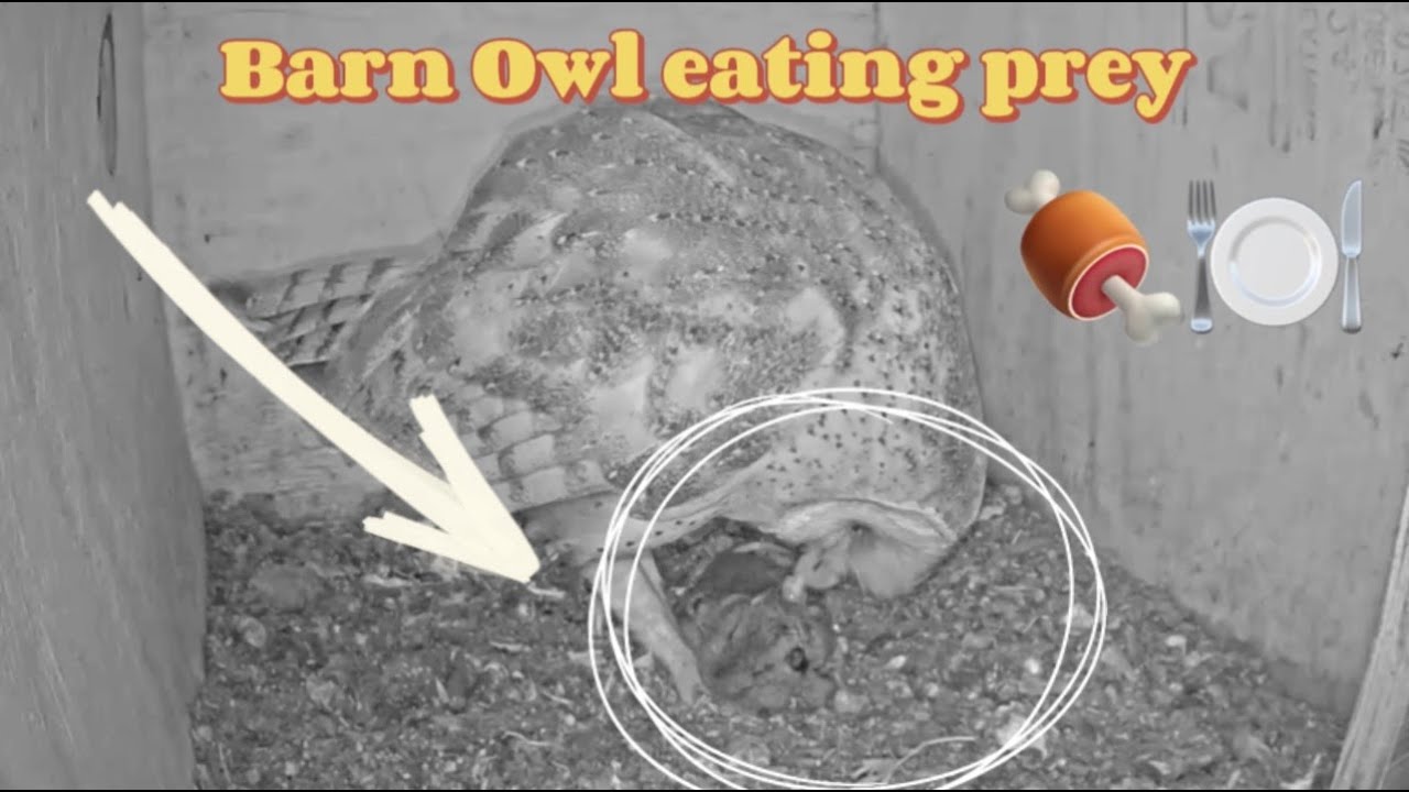 Hungry Barn Owl😋🍽️ - YouTube