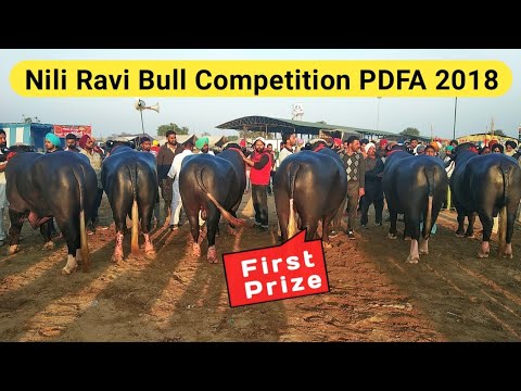 Nili Ravi Bull Won in PDFA 2018 at JAGRAON || kohinoor nili ravi Bull ...