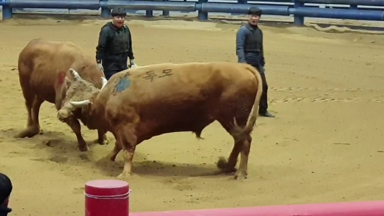 #청도소싸움장 ox fight stadium 闘牛競技場。 На поле битвы (비천무+진주독도) + 조각 감상하기 2019 ...