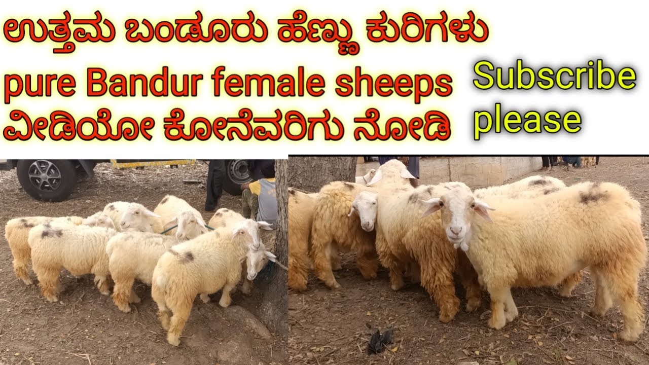 Pure Bandur female sheeps | #bandurkuri #bandursheep #sheep #bandur # ...