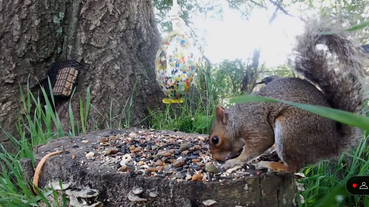 Beak Peek Live Bird Cam 4K HD Backyard Birdwatch Cardinals, Jays ...