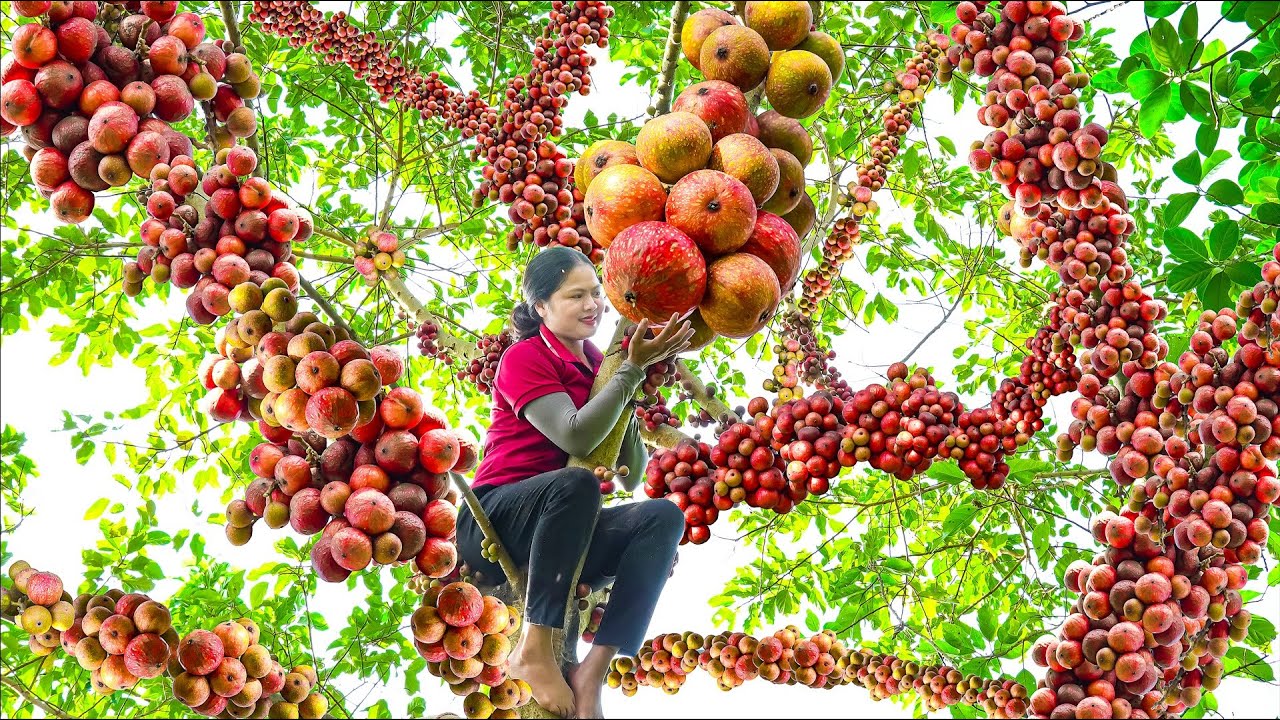 Harvest Mutation Red Figs - Make Figs Cooked Sugar Tasty Go to the ...