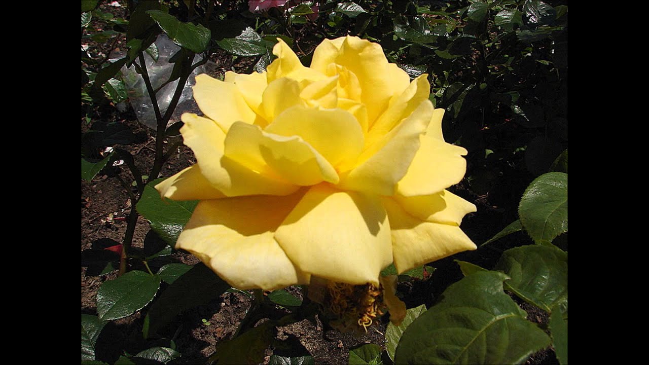 The Rose Andre Rieu - YouTube