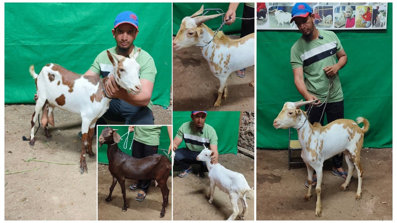 Quality Barbari, Barbara, Bantam and Ajmeri female at Sultan Exotic ...