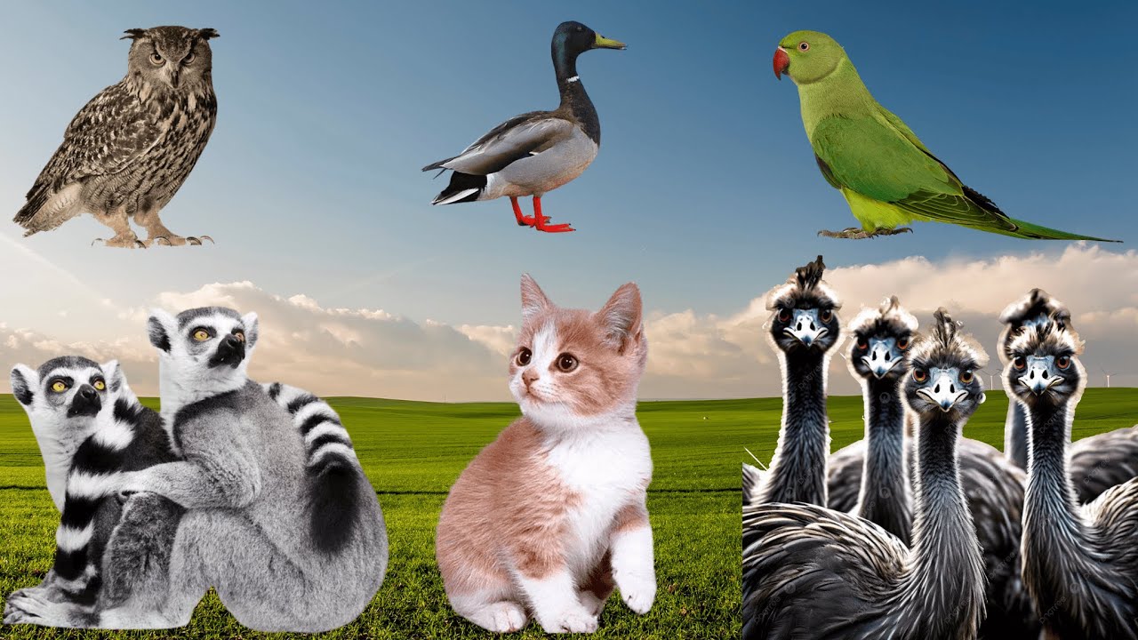 Joyful Creatures: A Compilation of Adorable and Happy Animals - YouTube