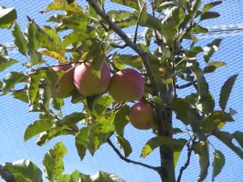 How to pick apples the correct way - YouTube