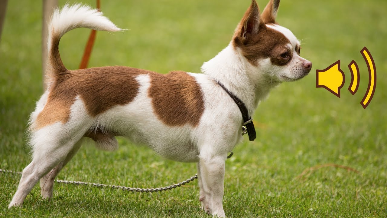 Chihuahua Dog Barking [ Sound Effect of 1 Angry Dogs ] - YouTube