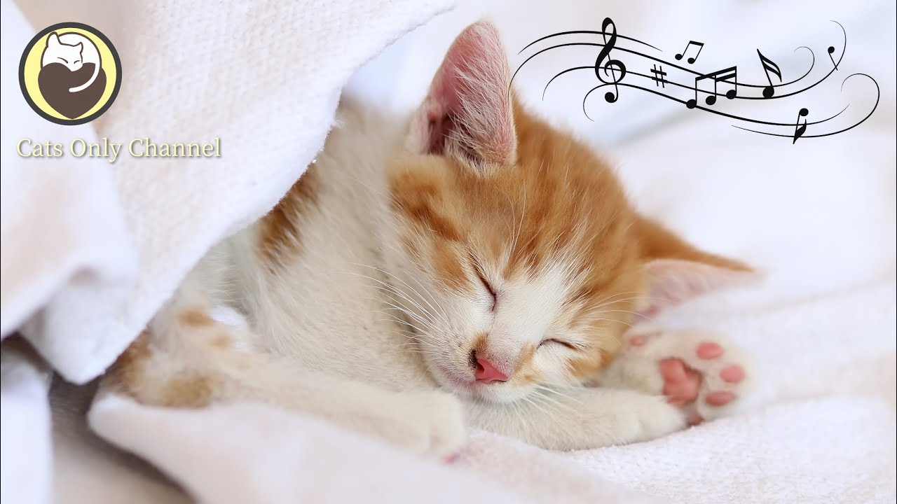 Cat Sleep Music - Cat Purring Sounds & Peaceful Music, Stress Relief ...