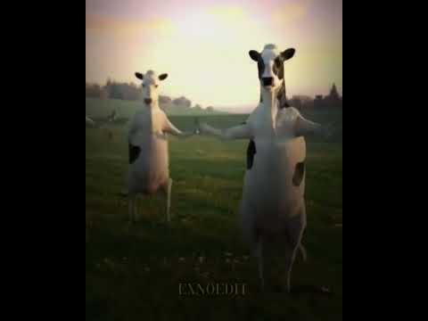 🐮🤣 Status üçün video soundsapp qısa videolar İnstagram videoları