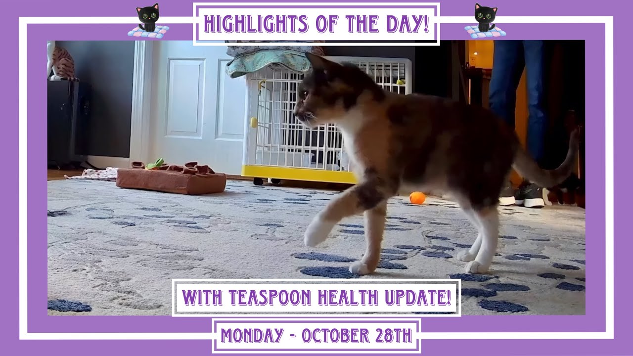 Highlights of the Day! - With Teaspoon Health Update! - Monday October ...