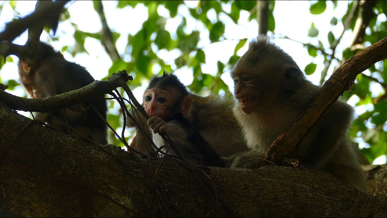 Little Monkey Crying In Front Of Baby Monkey Then Realized She Is ...
