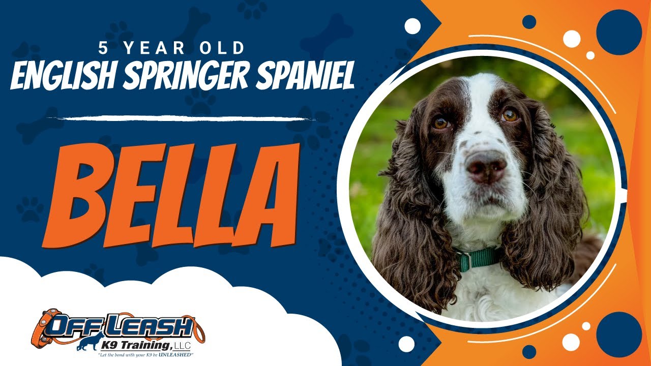 Bella | 5Yo. English Springer Spaniel | Best Dog Trainers in Arlington ...