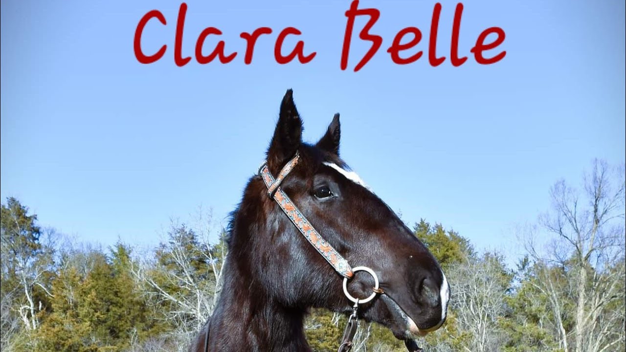 Clara Belle riding & driving - YouTube
