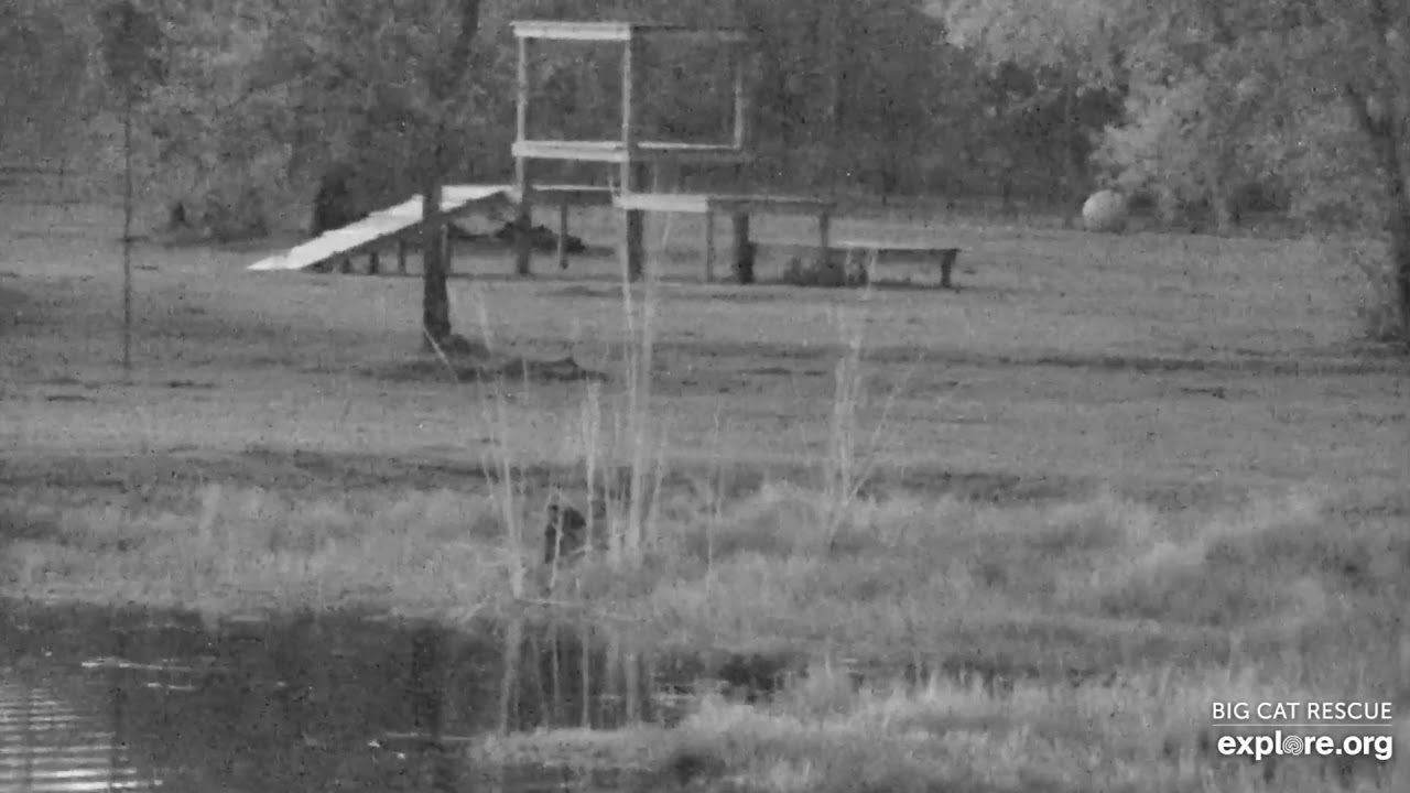 Simba enjoying the lake, Explore.org Vacation Rotation November 25 ...