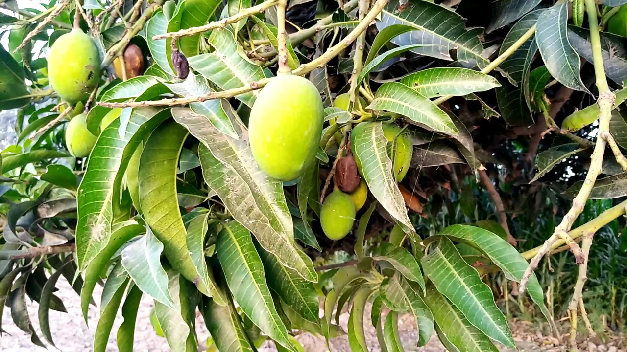 Mango farming in Pakistan - YouTube