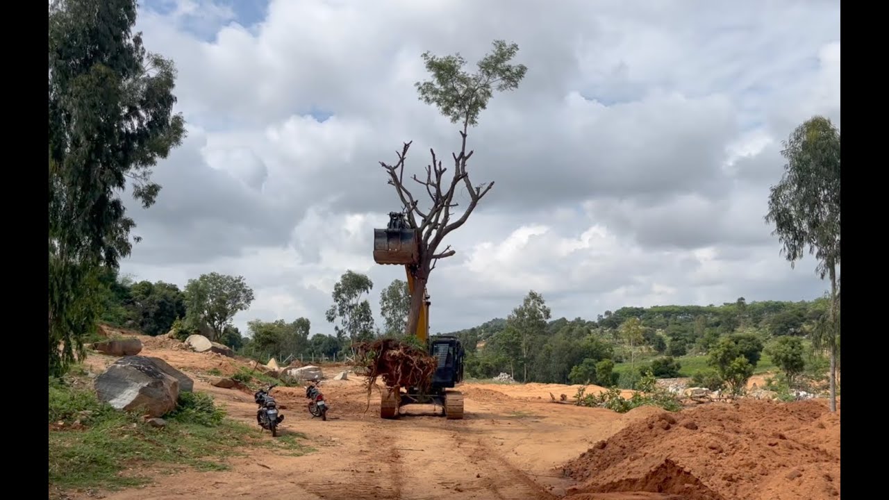 Neem Tree Transplant part-1 - YouTube