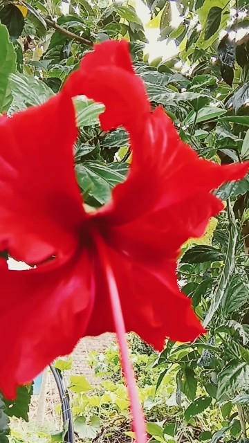 phool ki Ka adhul ke Kali - YouTube