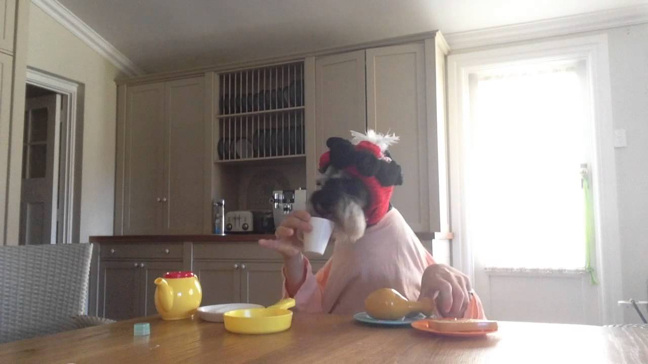 Dog tea party - YouTube