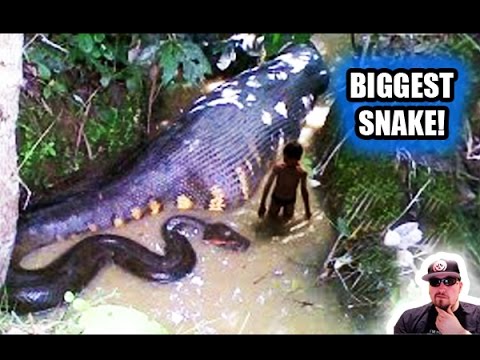 BIGGEST SNAKE IN THE WORLD 2016/2017 | BIGGEST SNAKE IN THE WORLD ...