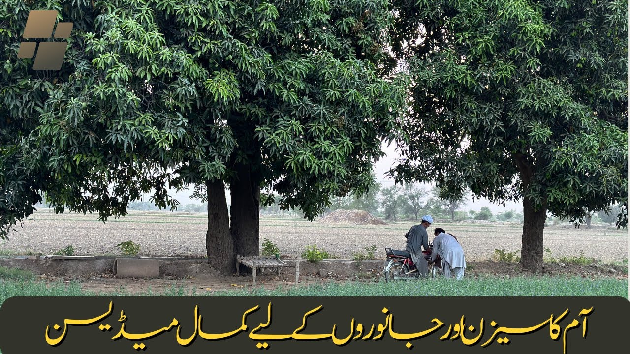 My Daily Routine In The Village | Summer Routine | Village Routine | Team Desi Vlogs - YouTube