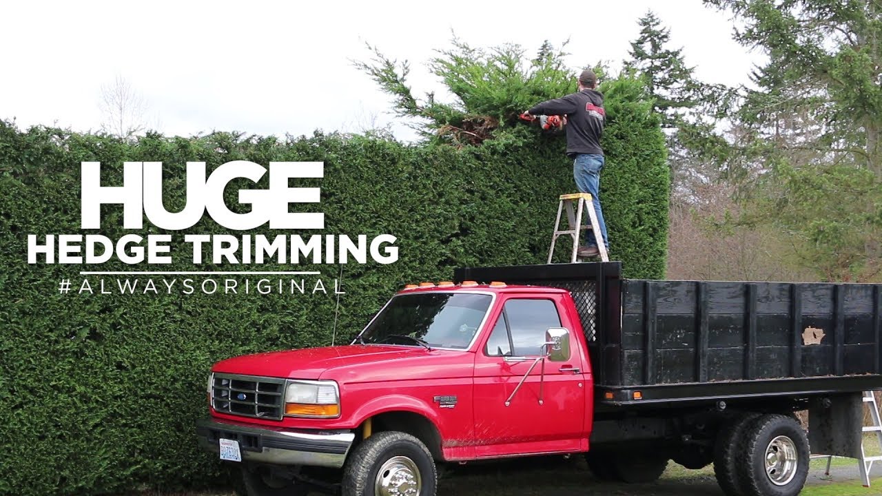 Huge Hedge Trimming Job | Time Lapse - YouTube