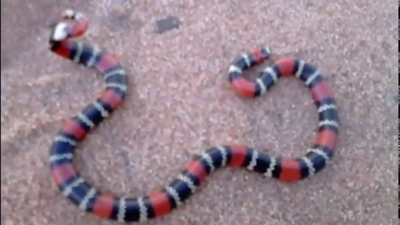 Filhote De Cobra Coral - YouTube
