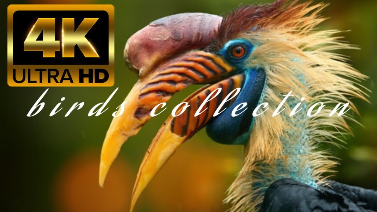 Ultra 4k relaxing Colorful birds video - birds sound - YouTube