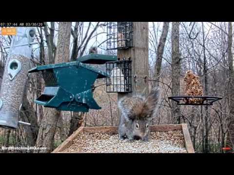 Hyperactive Squirrel Antics at BWHQ - YouTube