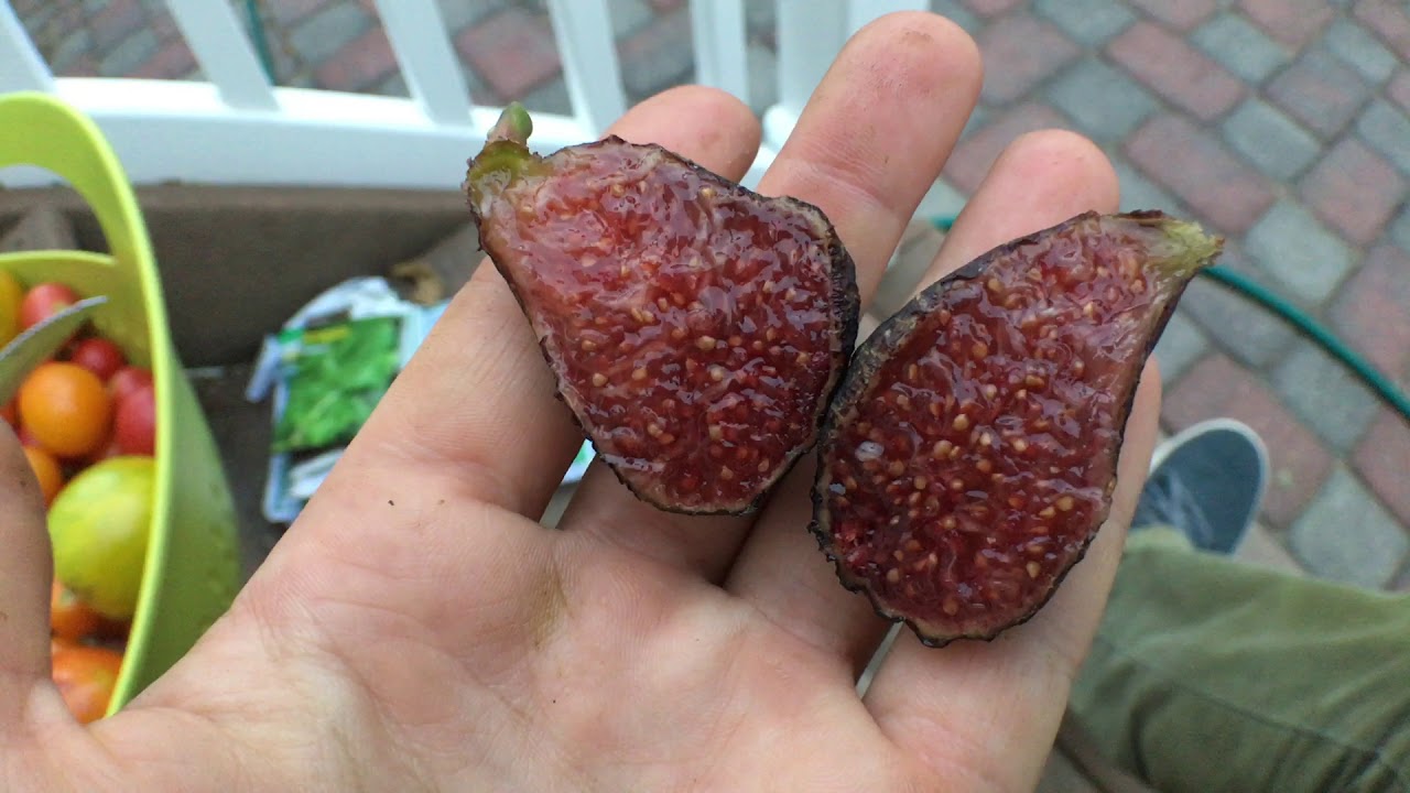 Fig Candy - A Little on Dried Figs - YouTube