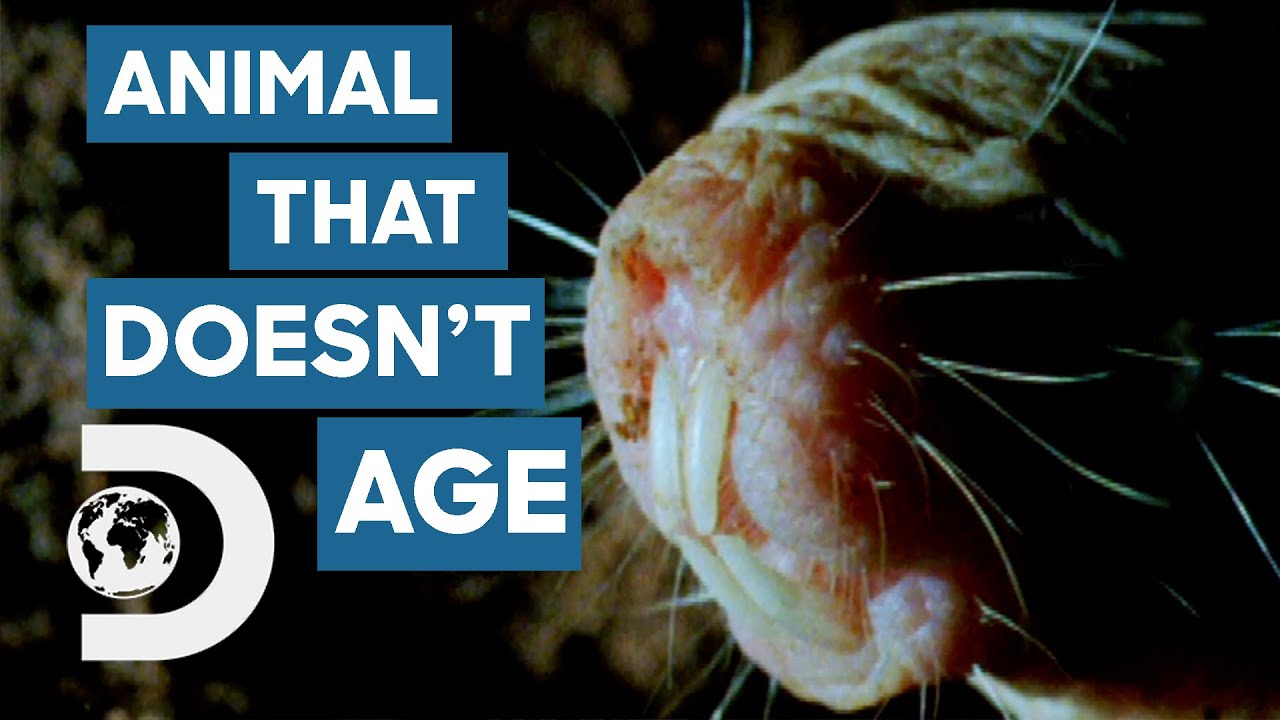 Animal That Might The Answer For Eternal Life | How Do Animals Do That ...
