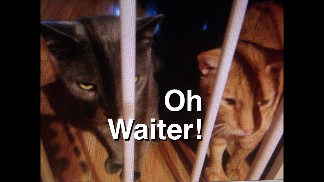 Oh Waiter! from 8/17/14 - YouTube