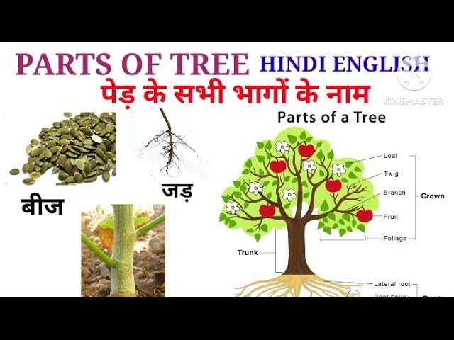 Plants Parts Name In Hindi And English With Pictures - Infoupdate.org