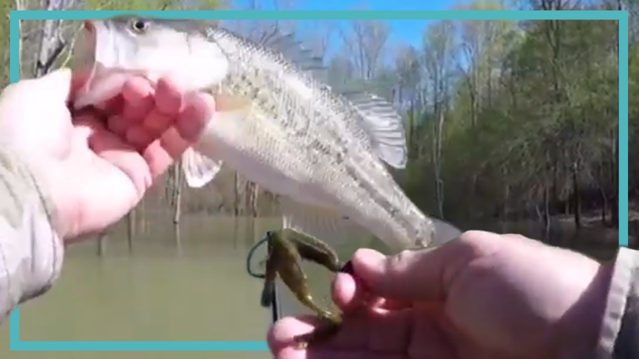 Pro Slider Bass Fishing - YouTube