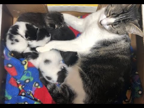 Compilation of kitten videos - YouTube