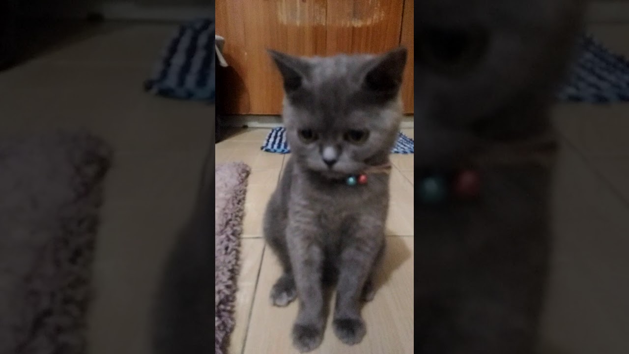 Meet Ashlee the gray cat - YouTube