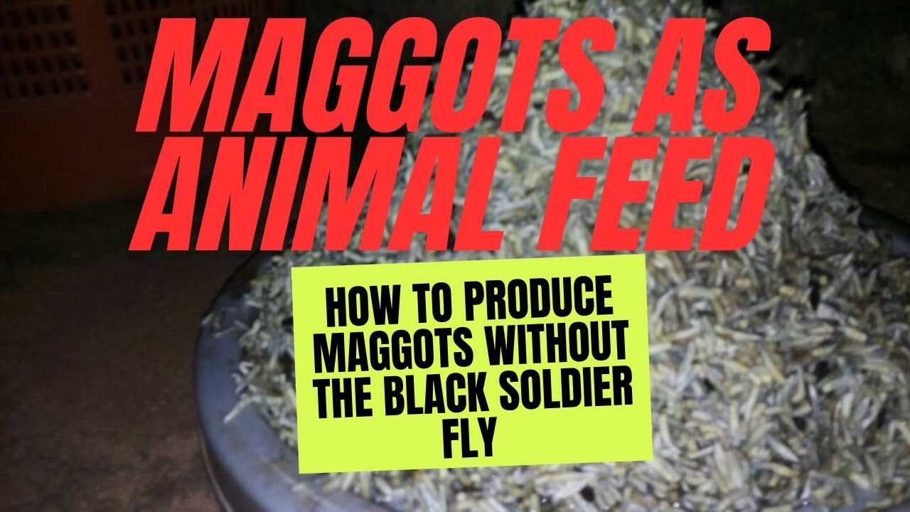 Produce Maggots Without The Black Soldier Fly, Step by Step (Maggots As ...