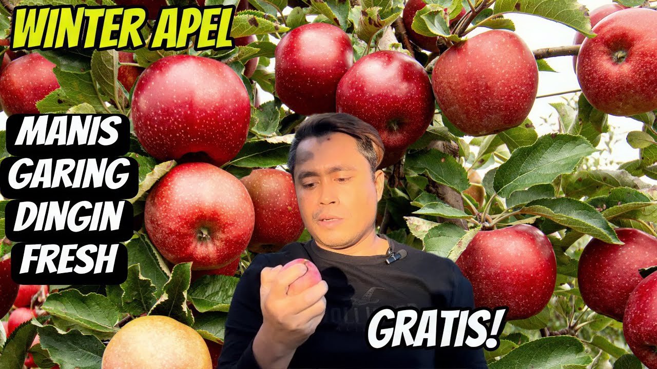 PANEN APEL WINTER MERAH GRATIS BUAHNYA MANIS FRESH SERASA DARI KULKAS ...