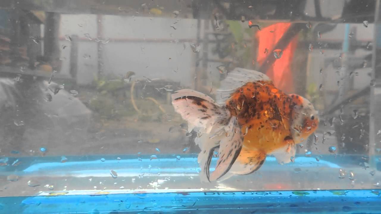 SK goldfish - YouTube