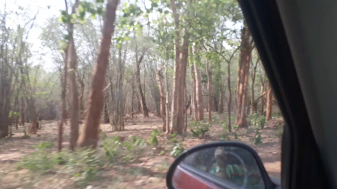 srisailam forest area - YouTube