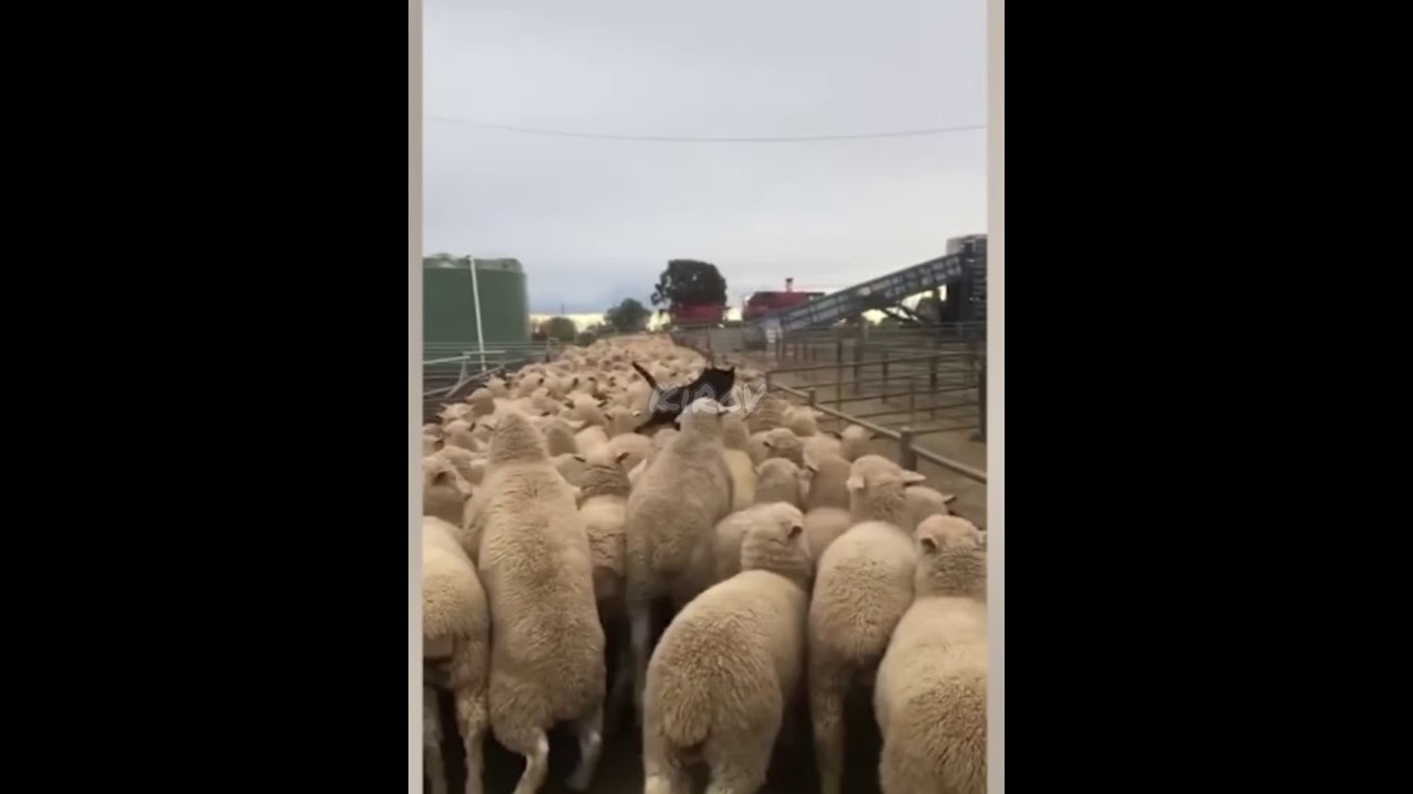Must watch : Dog running over sheep... (Sheep surfing Dog) - YouTube