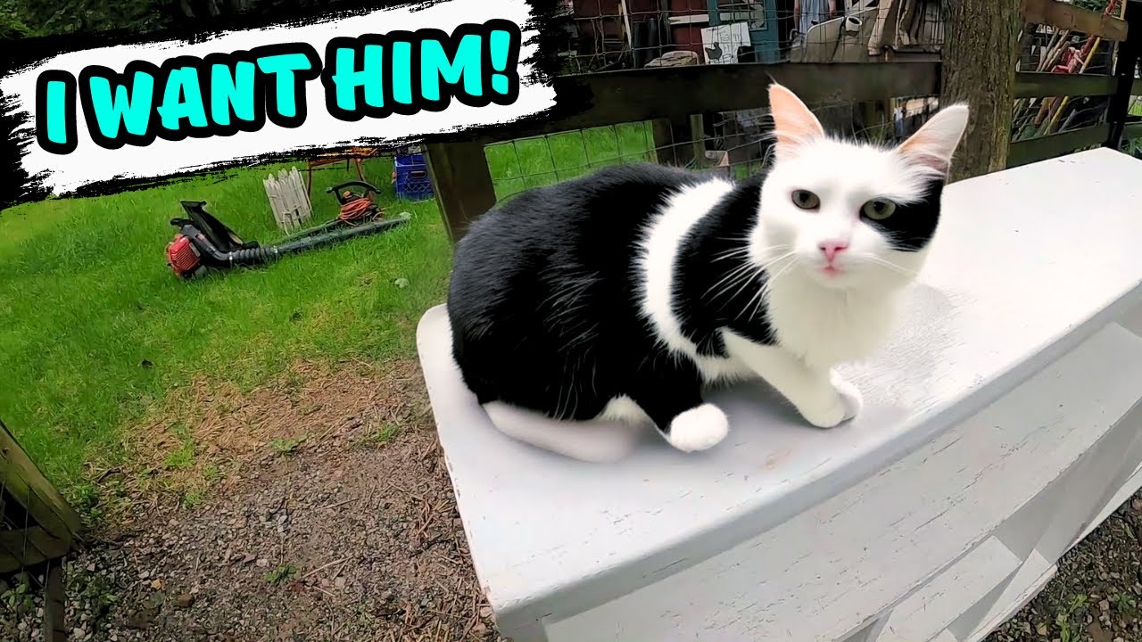 House Is Sold & I Bought Their Cat! - YouTube