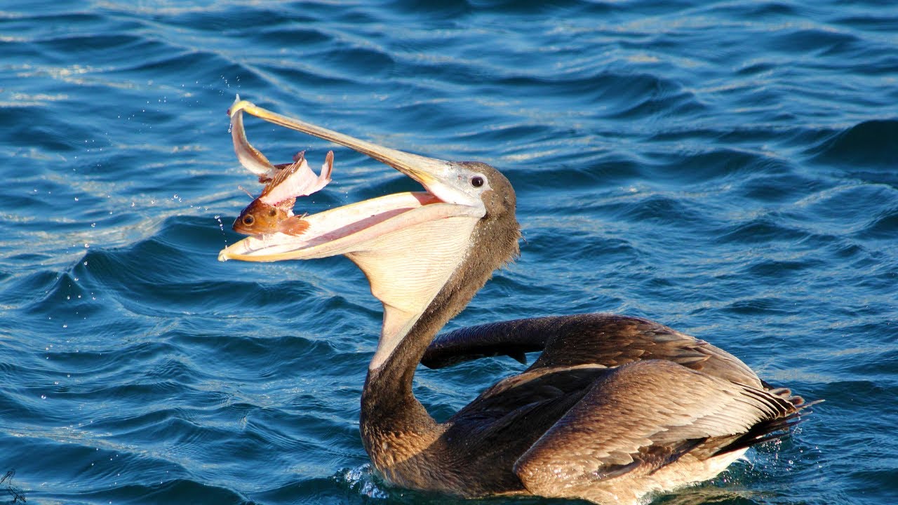 Animal Attack Birds Of Prey Species In Seas, Ponds And Lakes P2 ...