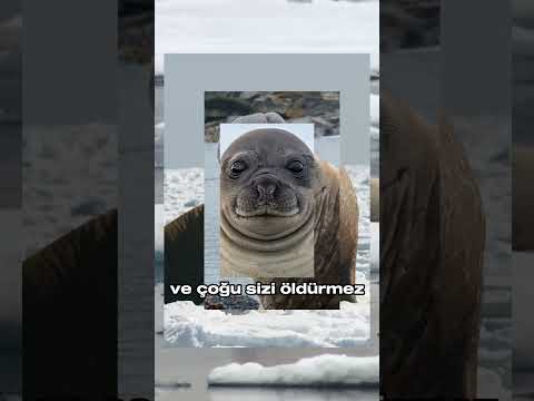 Kutuplardaki hangi canlılar sizi öldürür?