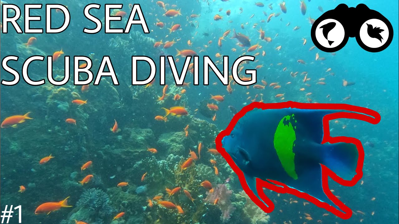 Scuba Diving in the RED SEA! (INCREDIBLE Coral REEF and FISH Footage ...