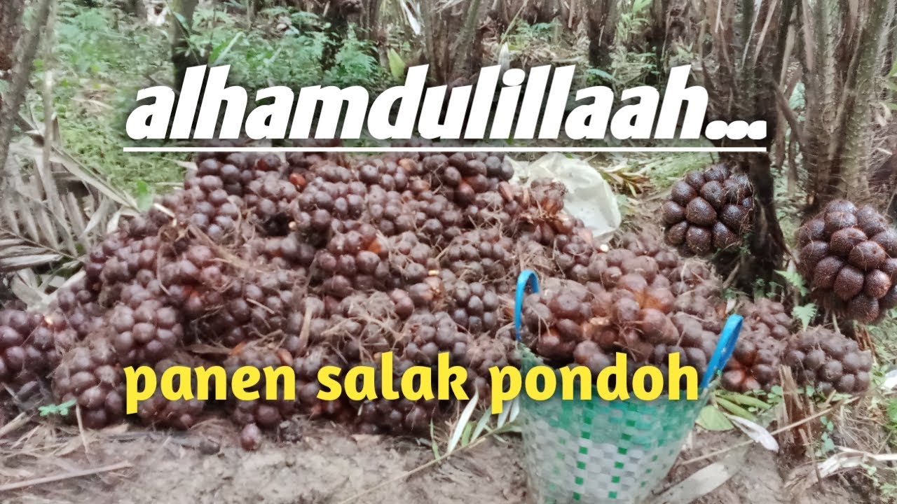 panen buah salak pondoh , Banjarnegara @PETANI_DAILY#fruitfresh - YouTube
