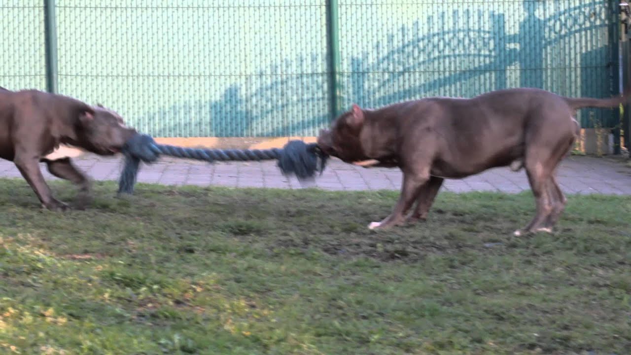 Battle of the Giants. SPARTA VS TROY - YouTube