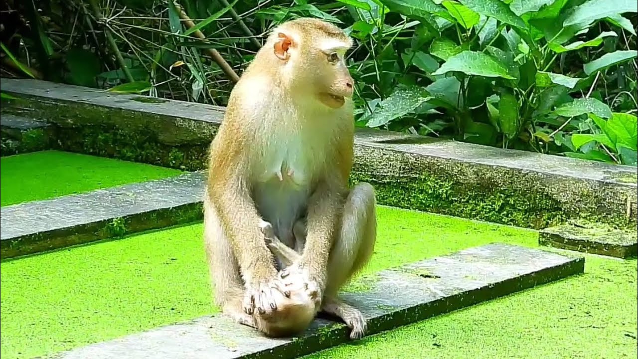 Break Heart, why did Mother Monkey Luna push baby monkey Lucie's head ...