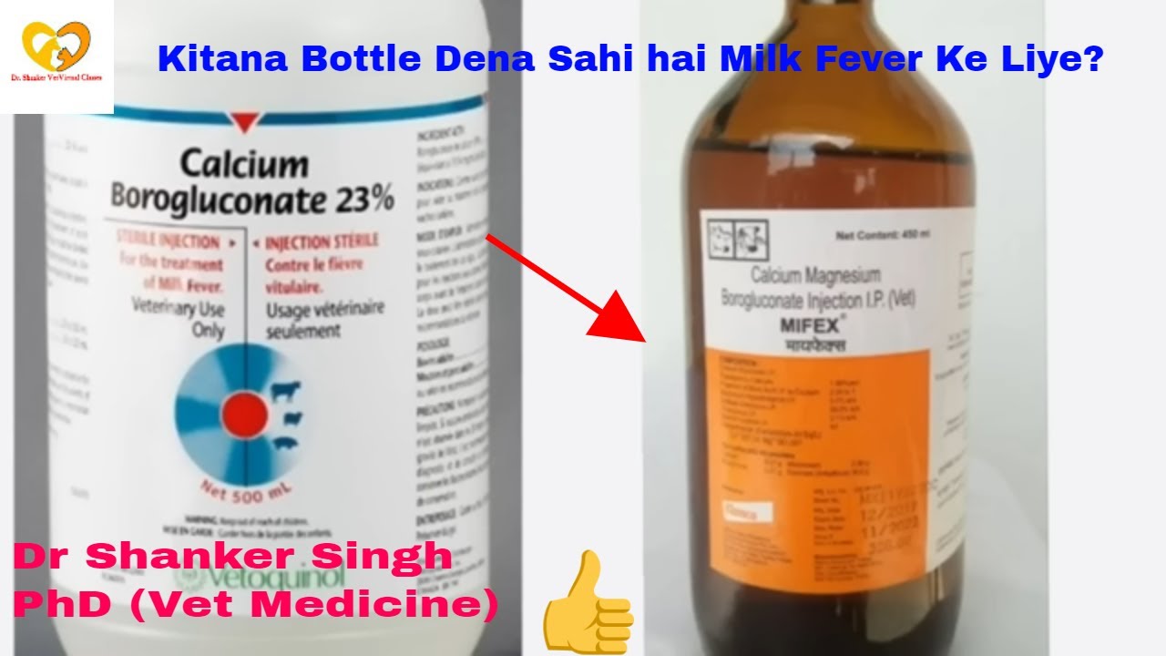 Milk Fever में कितना कैल्शियन देना सही है? #CBG #calcium bobrogluconate ...