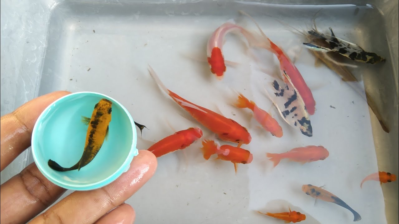 Ikan komet slayer,ikan Manfist,ikan mas koki,ikan black gold,ikan lele ...